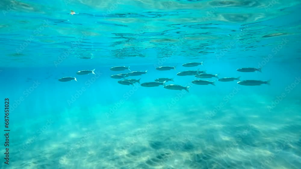 School of Mullet fish swims under surface of water over sandy bottom in ...