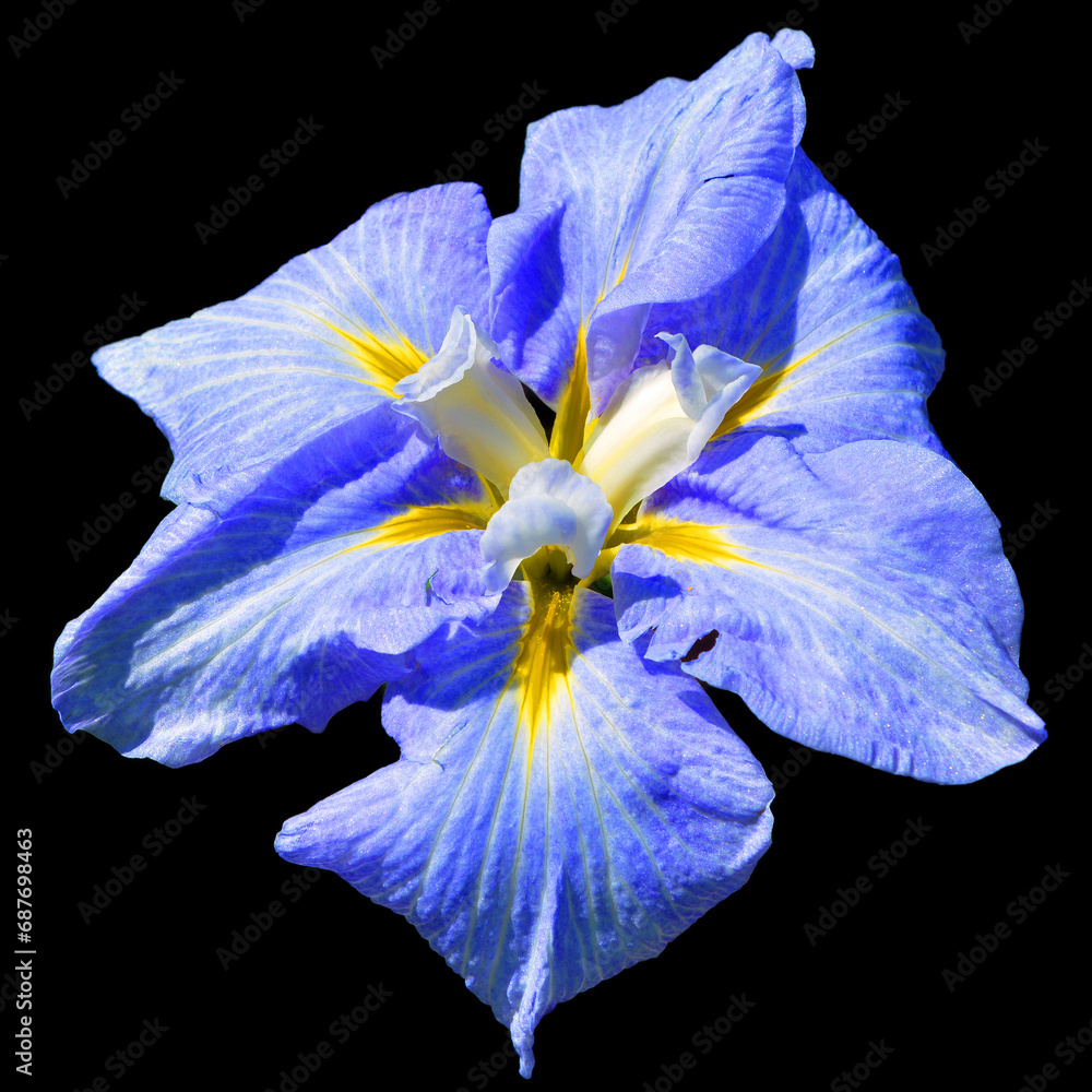 Iris is a genus of about 260–300 species of flowering plants howy ...