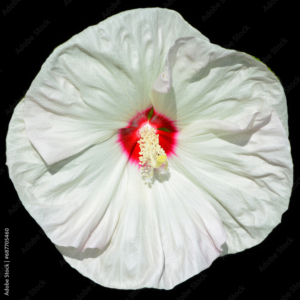 Hibiscus is a genus of flowering plants in the mallow family, Malvaceae ...