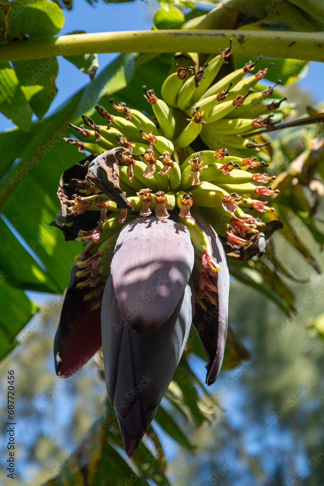 Banana tree in off grid organic farm. Kerikeri, New Zealand Stock Photo ...