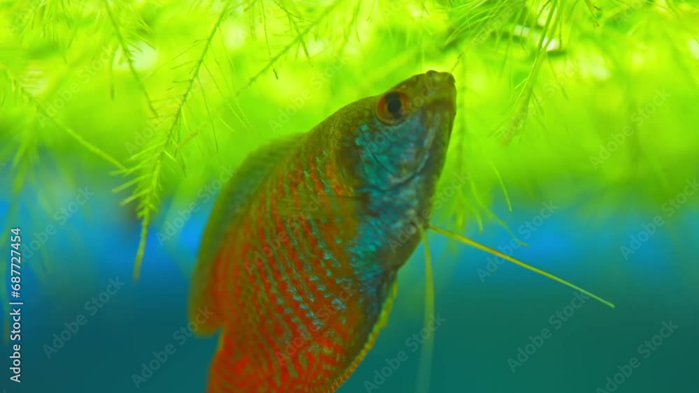 Dwarf Gourami fish, Trichogaster lalius, male specimen with red orange ...