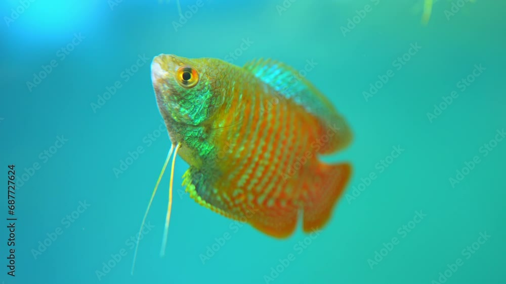 Dwarf Gourami fish, Trichogaster lalius, male specimen with red orange ...