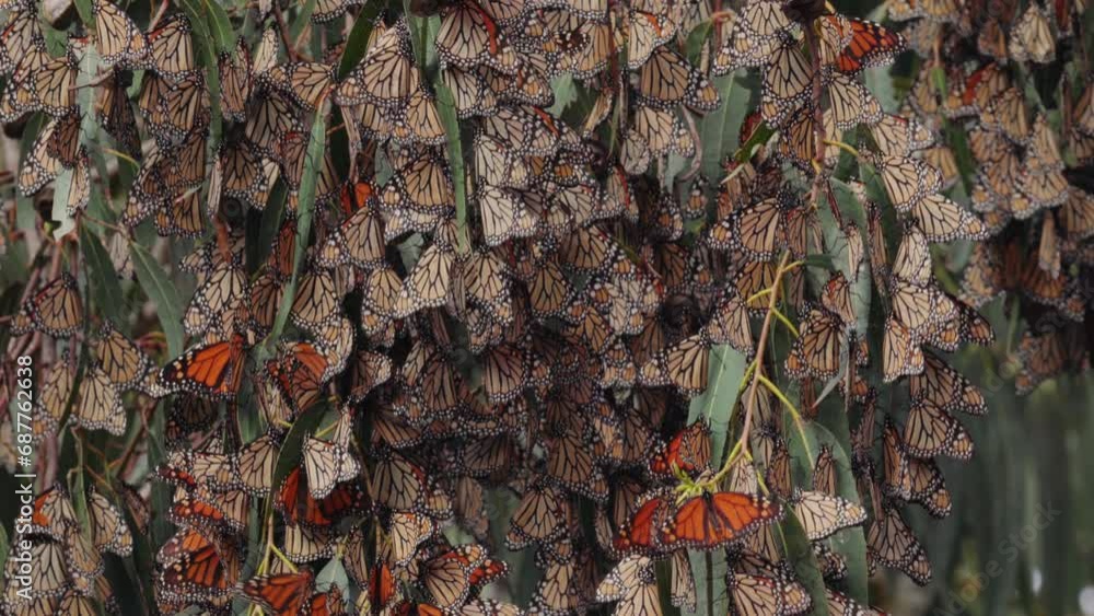 Monarch butterflies clusters in the limbs of majestic Eucalyptus trees ...