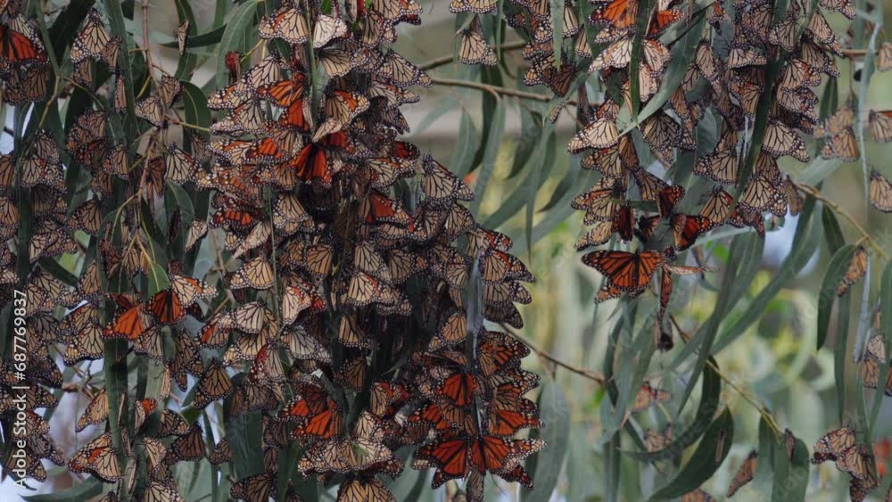 Monarch butterflies clusters in the limbs of majestic Eucalyptus trees ...