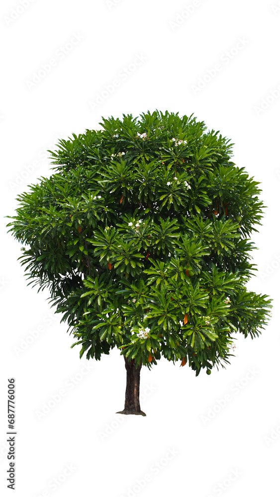 Isolated (cut out) Cerbera odollam (Pong Pong, Pong-pong, Sea Pong Pong ...