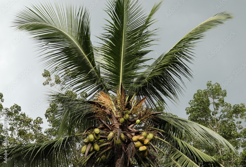 View of a coconut tree top that has coconut bunches at various stages ...