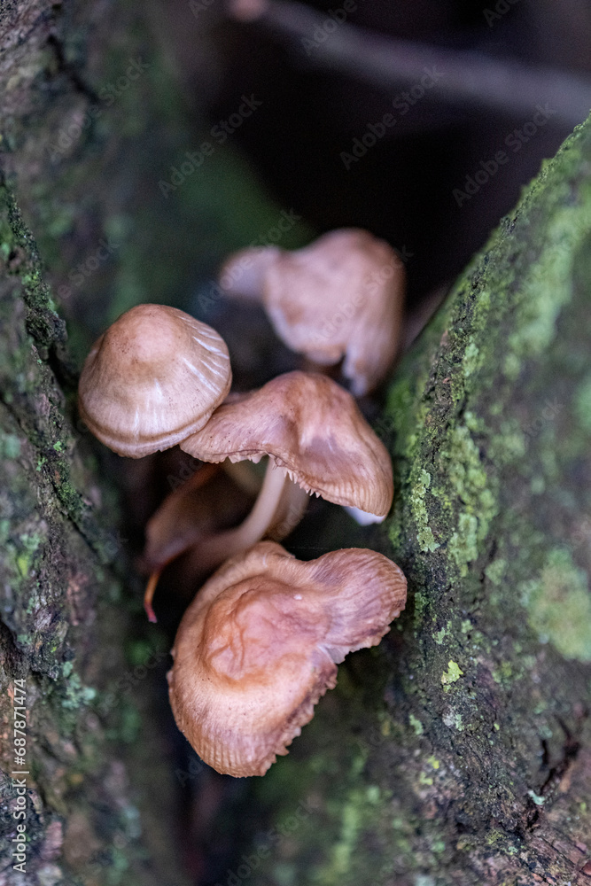 Type species of the Mycena mushroom genus. Many fungi of the Mycena ...