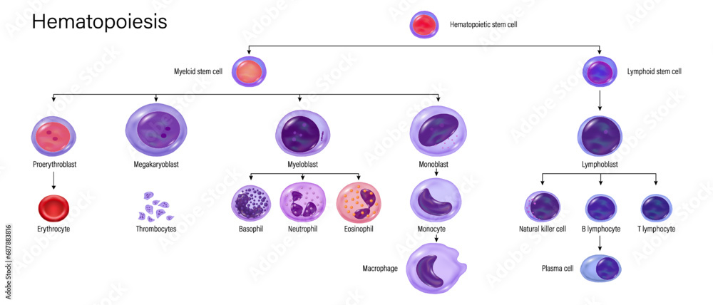 Hematopoiesis. Erythrocyte, Thrombocytes, Basophil, Neutrophil ...