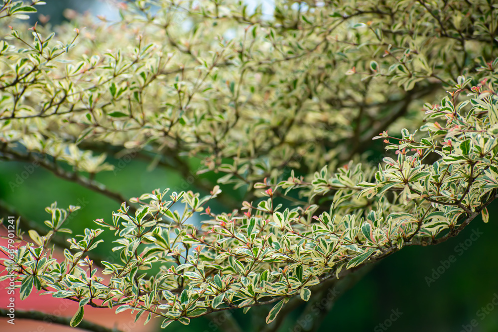 Terminalia neotaliala, the Madagascar almond tree, is a mid-sized tree ...
