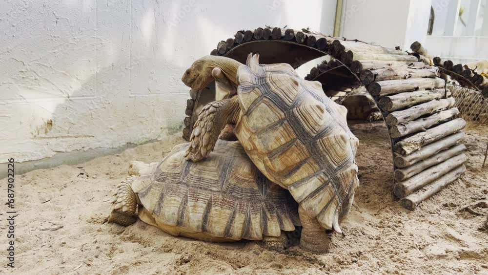 Close up 4K of two African spurred tortoises, sulcata, are breeding ...