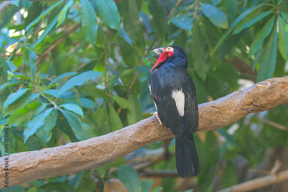 Bearded Barbet - African Barbet sitting on a branch. Barbets are near ...
