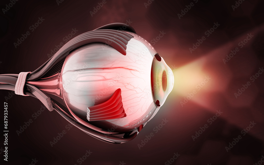Human eye anatomy. 3d illustration.. Stock Illustration | Adobe Stock