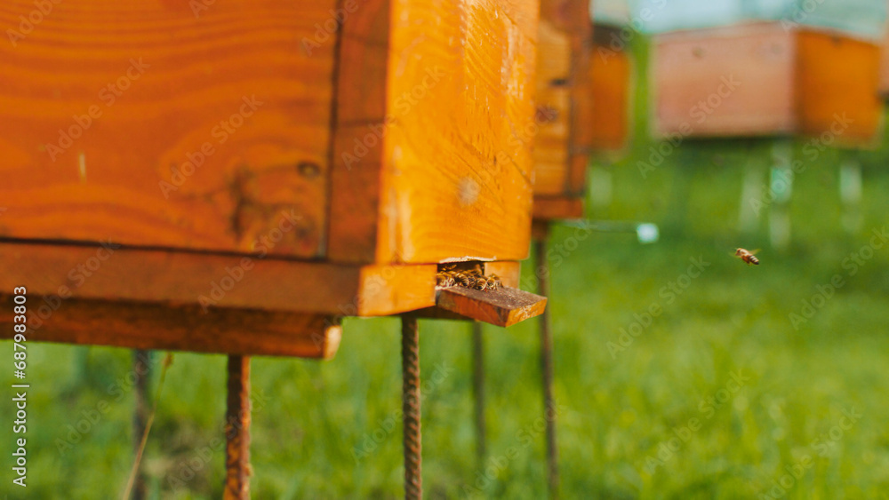Communication of bees. Bees share information, pass each other nectar ...