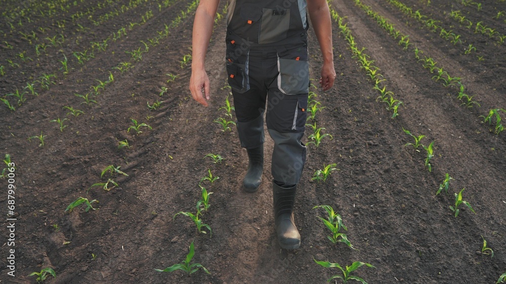 agriculture corn. male farmer walk working in the field with corn rear ...