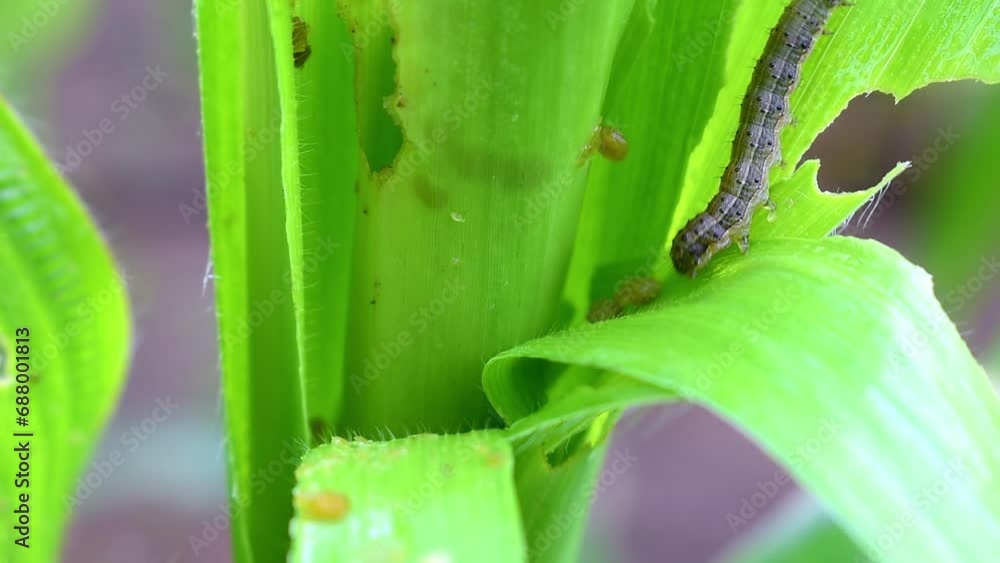 In the maize field, the armyworm attack the maize leaves, causing ...