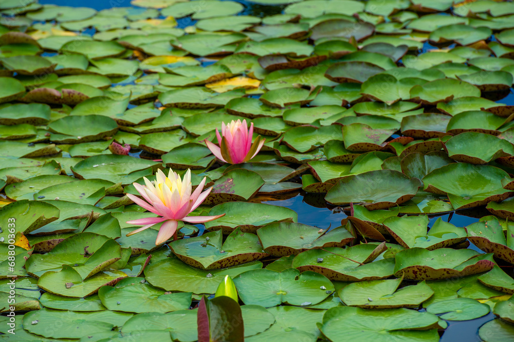 The lotus is a sacred flower in many cultures and religions. Nelumbo is ...