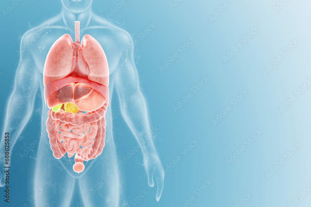 Human anatomy, structure of internal organs, abdominal region, thorax ...