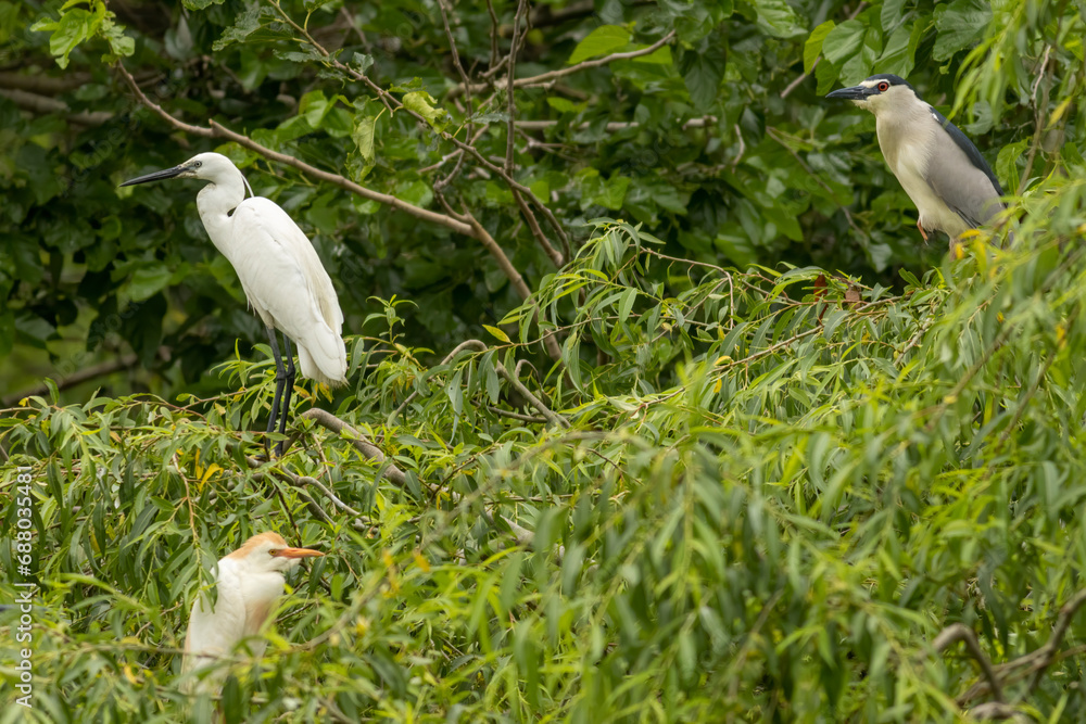 Little Egret, Cattle Egret and Black-crowned night-heron in breeding ...