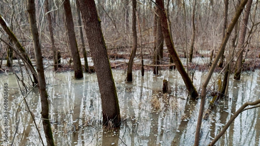 spilling dry tree trunks in water. nature a swamp spring concept. swamp ...