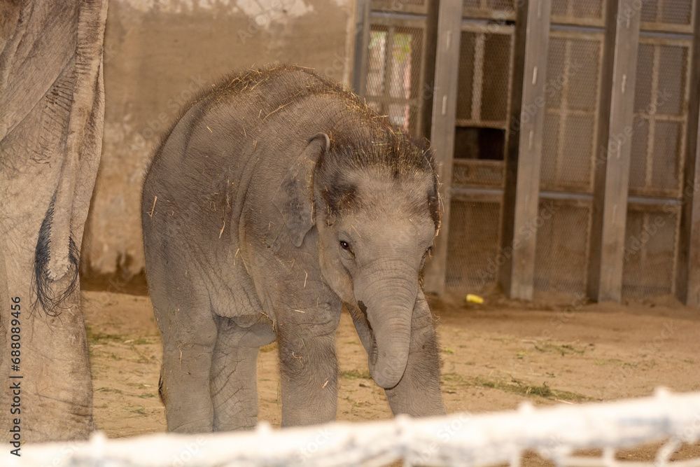 The little cub is a grey baby elephant looking straight at me. Gray ...