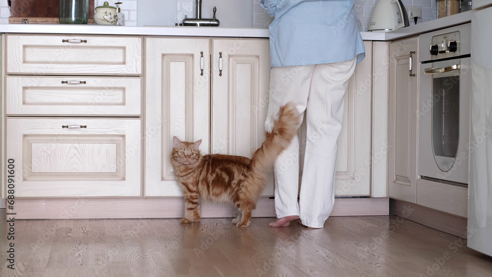 Comforting scene of a cat with a human in a kitchen. Reflects the ...