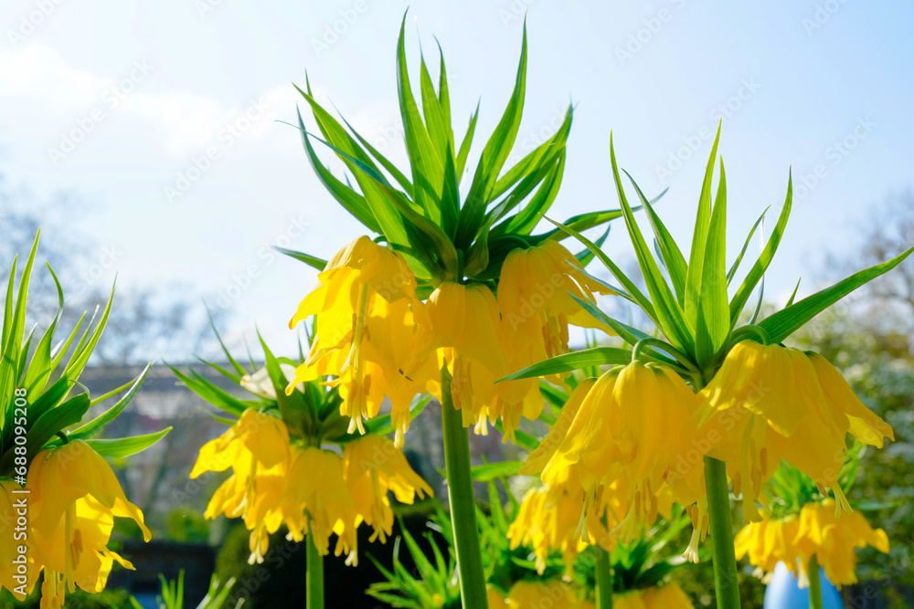 This vibrant image captures the unique beauty of Fritillaria imperialis ...