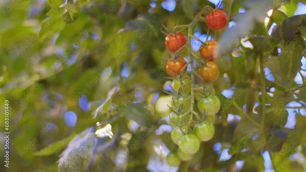 Panorama from a red and green bunch of cherry tomatoes to a yellow and ...