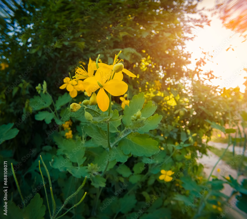 Blossom of greater celandine (Chelidonium majus) flowers in the green ...
