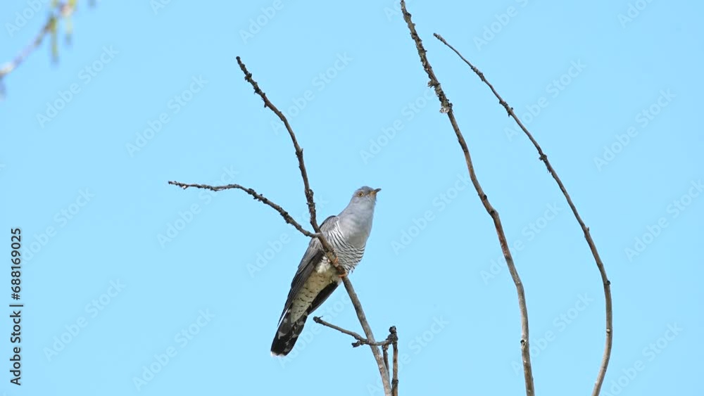 Common cuckoo Cuculus canorus, singing on top of a stick in the wild ...