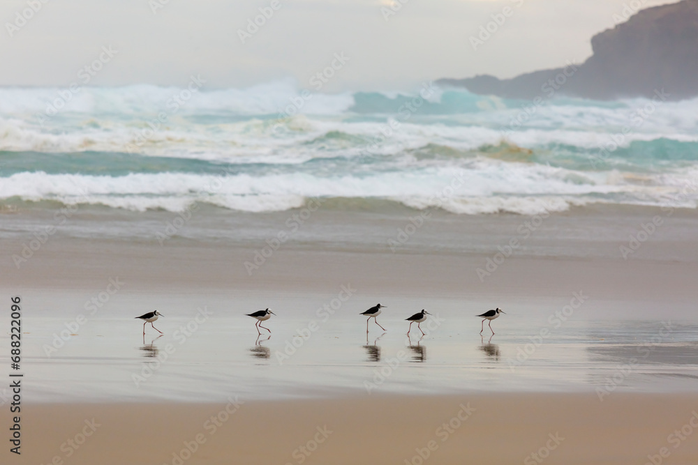 pied stilt new Zealand Native Coastal bird, on the beach with dramatic ...