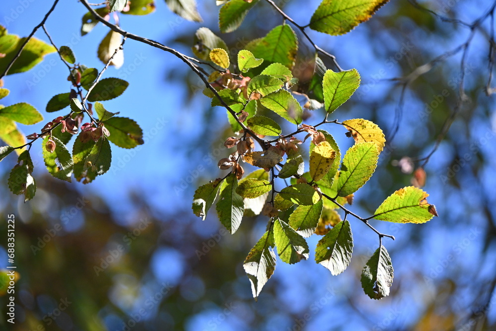 Ulmus parvifolia (Lace bark elm) samara. Ulmaceae deciduous tree. Wind ...