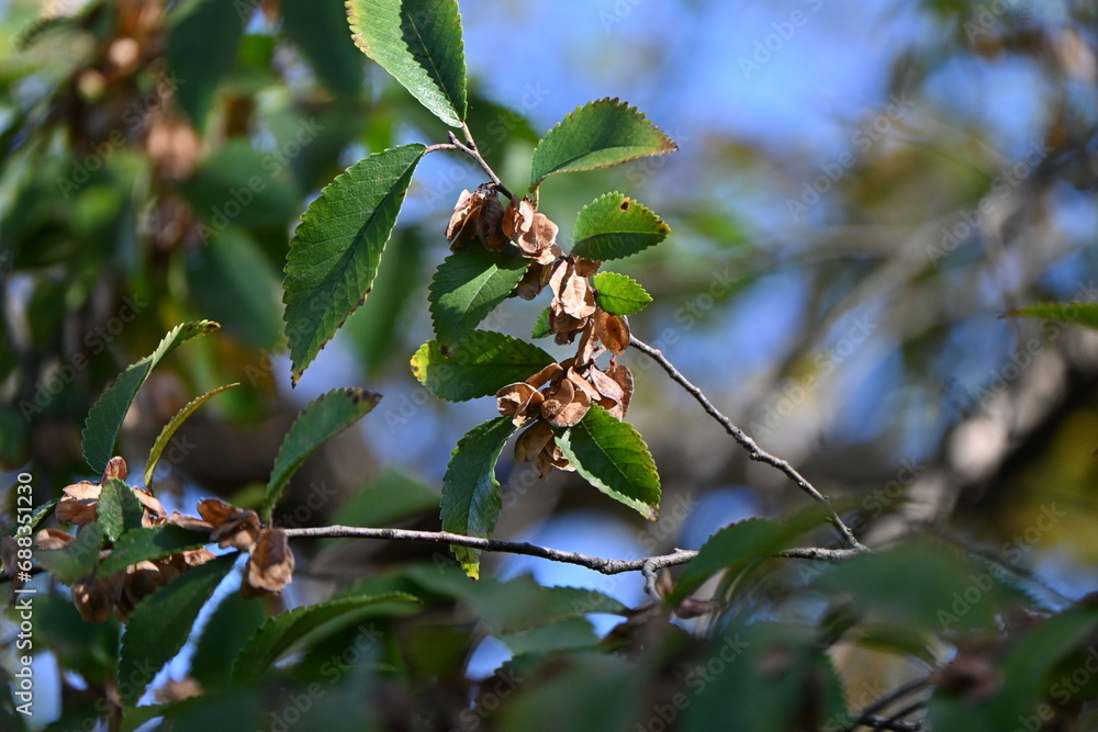 Ulmus parvifolia (Lace bark elm) samara. Ulmaceae deciduous tree. Wind ...