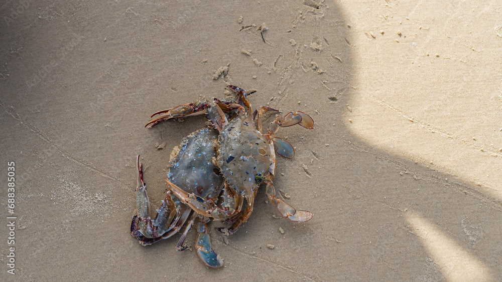 Two newly caught crabs are sitting on the sand. One on top of the other ...