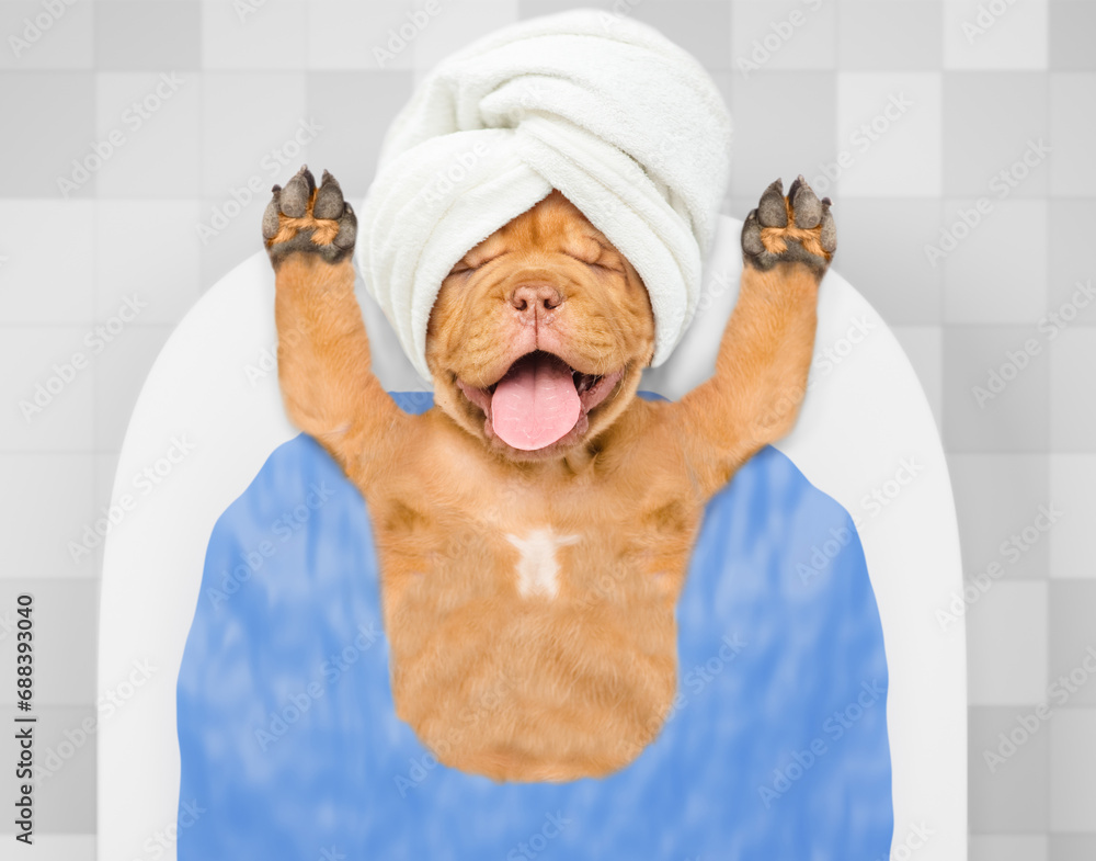 Happy Mastiff puppy with towel on it head takes the bath at home with ...