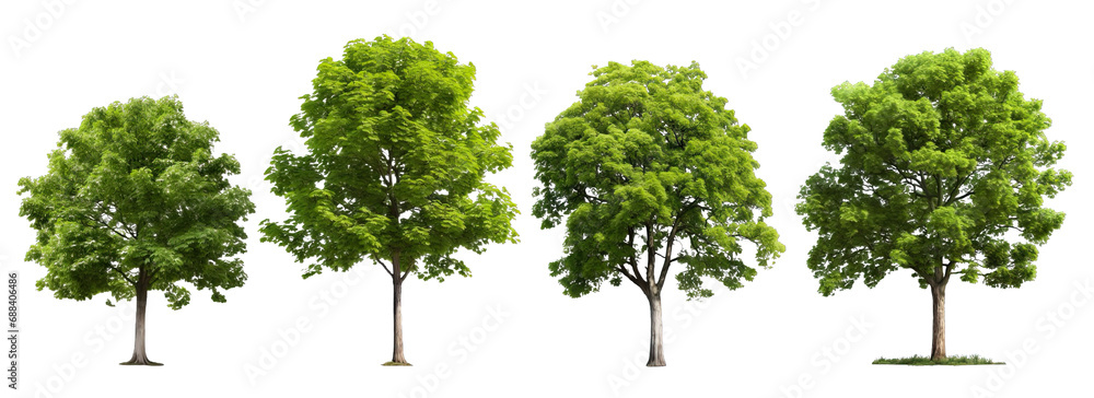 Collection of PNG. Tree isolated on a transparent background. Stock ...