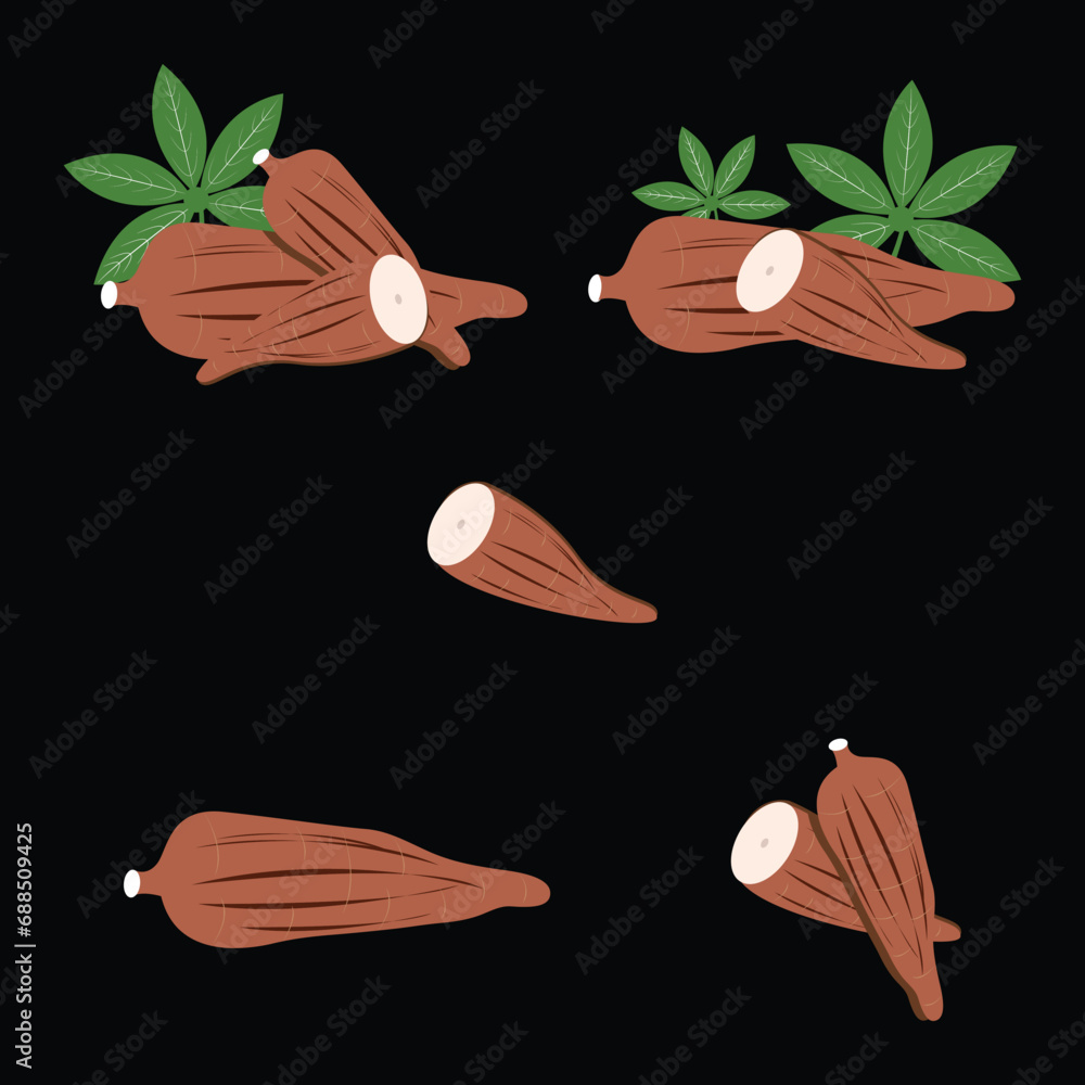 Hand drawn illustration of cassava root (Manihot esculenta, also known ...