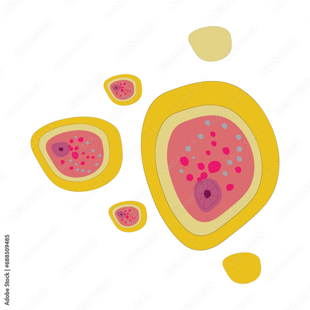 Typical Structure of Entamoeba histolytica Stock Vector | Adobe Stock