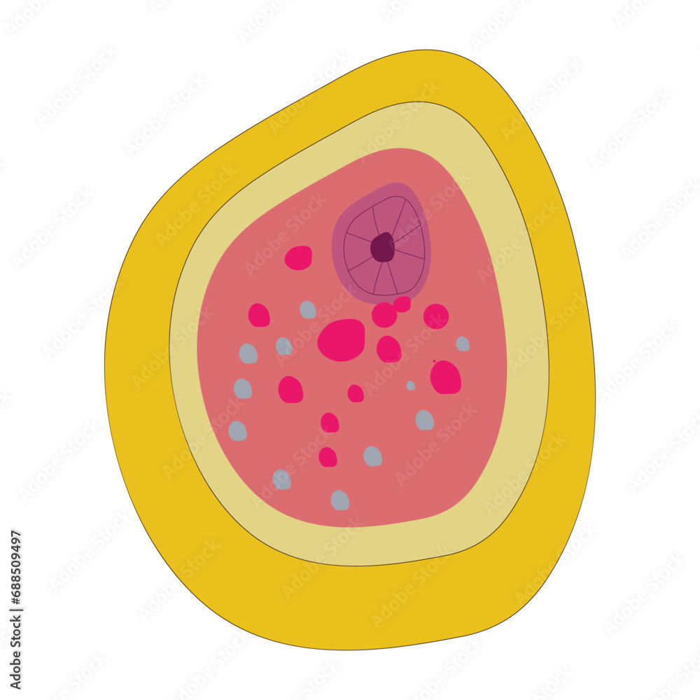 Typical Structure of Entamoeba histolytica Stock Vector | Adobe Stock