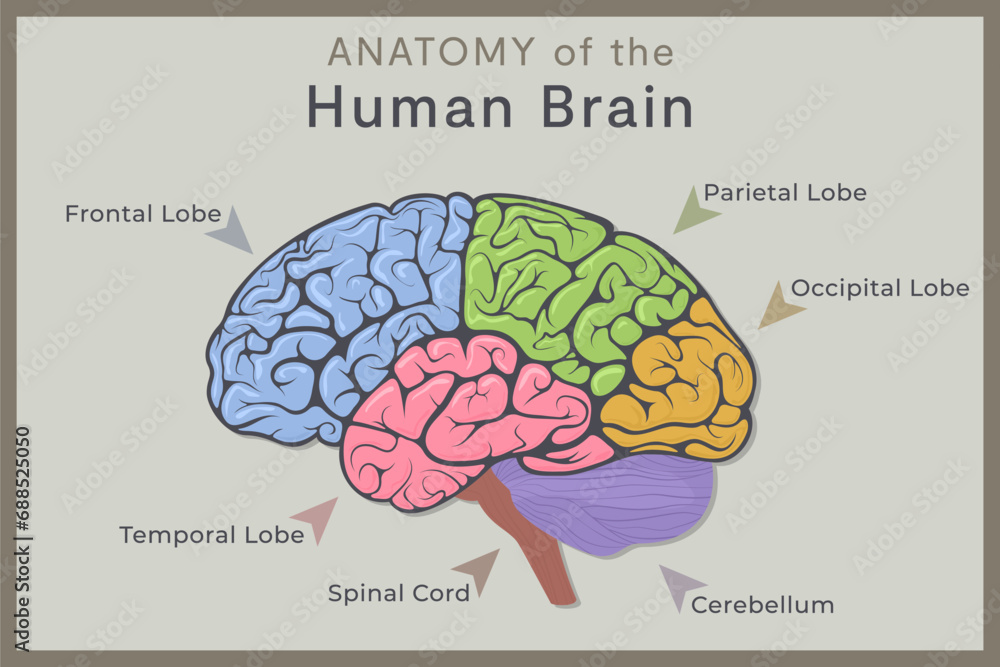 Photo & Art Print Anatomy of the Human Brain: Structure and Functions ...