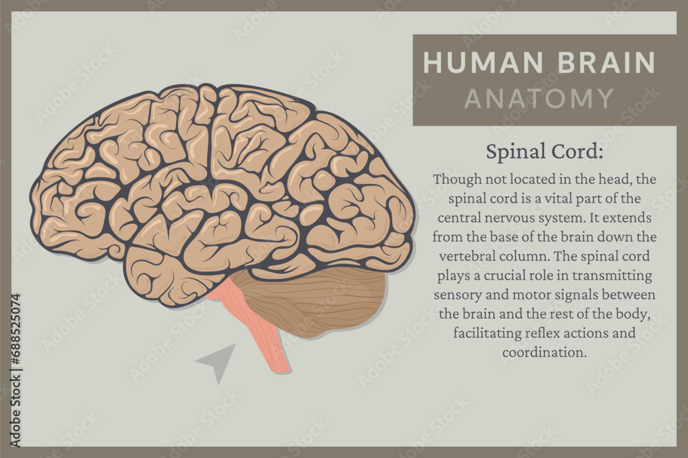 Anatomy of the Human Brain: Structure and Functions. Vector ...