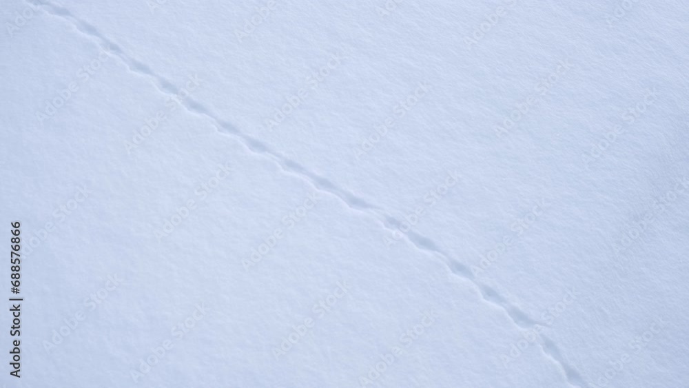Traces of mice, little beast in the snow. Field Mouse footprints in the ...