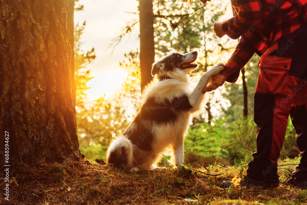 Border collie breed dog shaking hands with his owner in a forest at ...