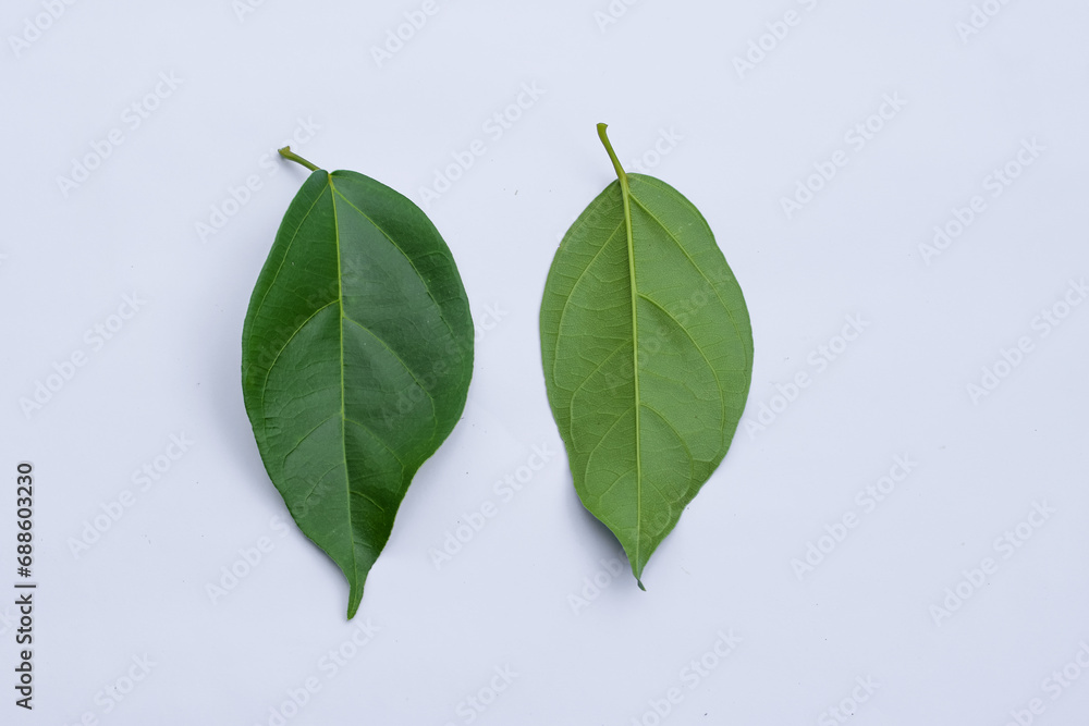 Grass jelly leaves on a white background, the basic ingredient of grass ...