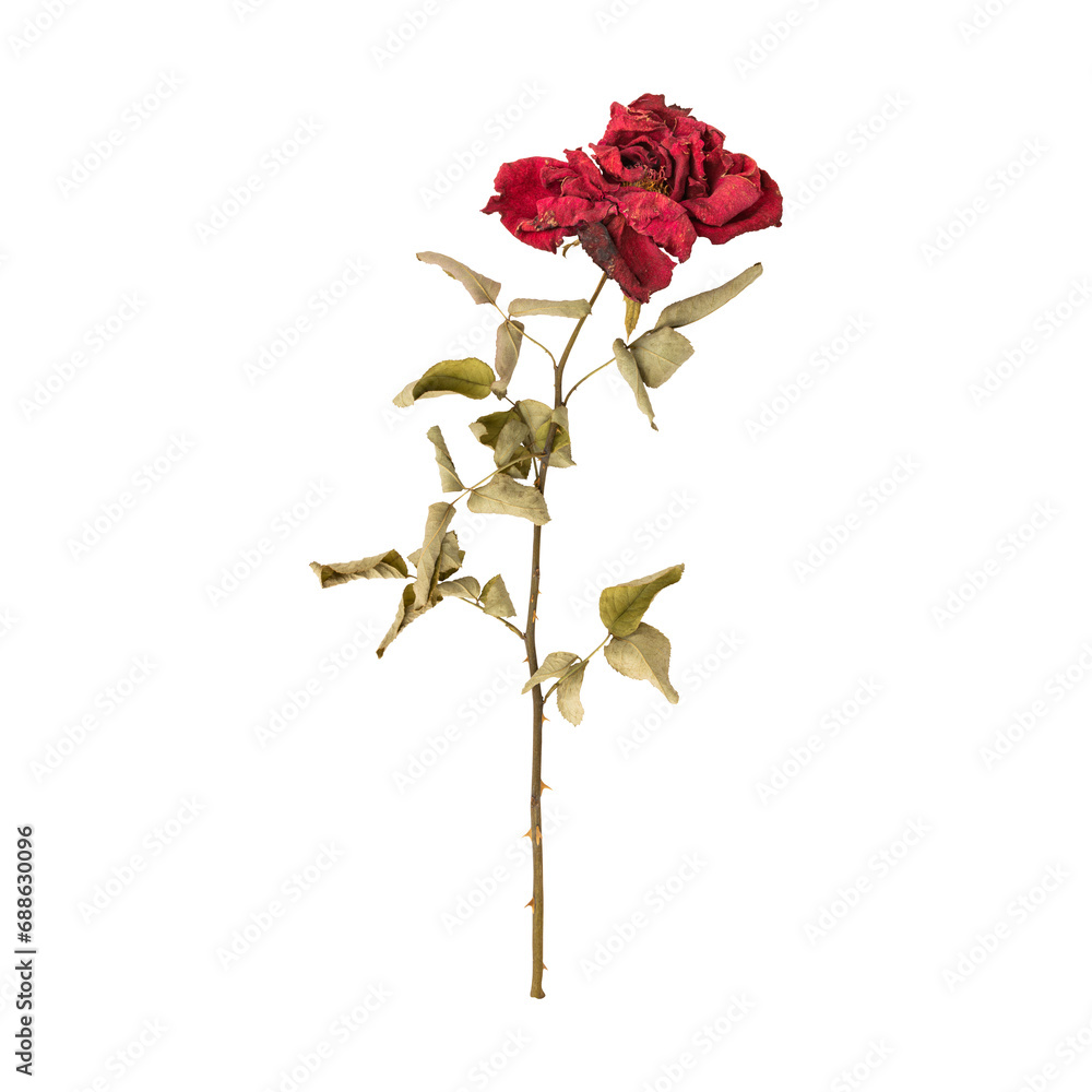 Dry dead rose flower stem isolated on transparent background Stock ...
