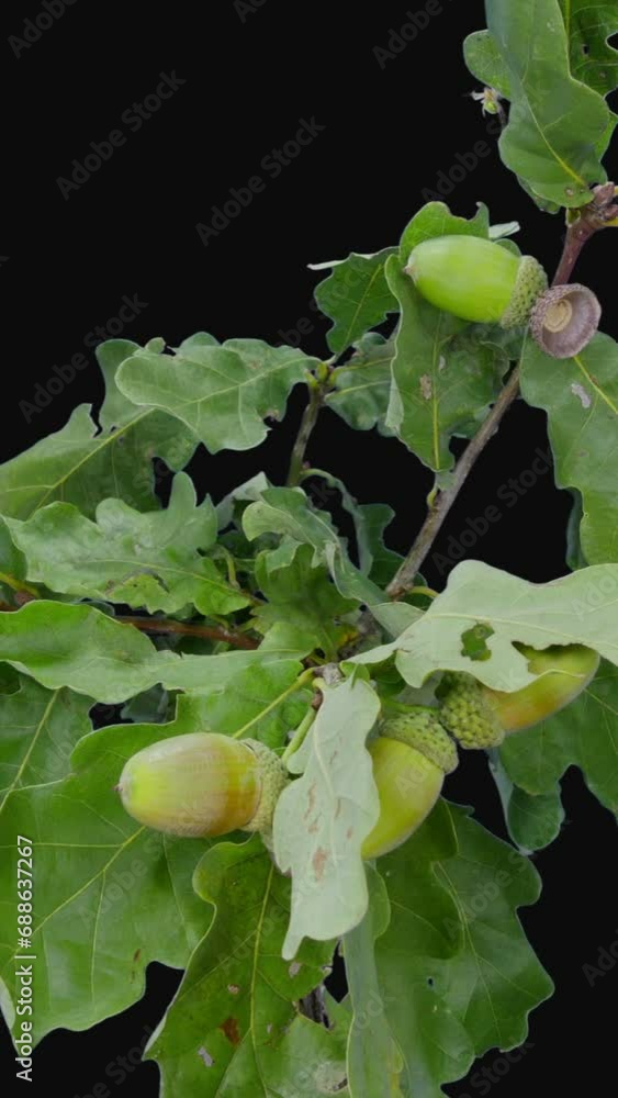 Time lapse of drying Oak tree (Quercus) green leaves and acorns ...