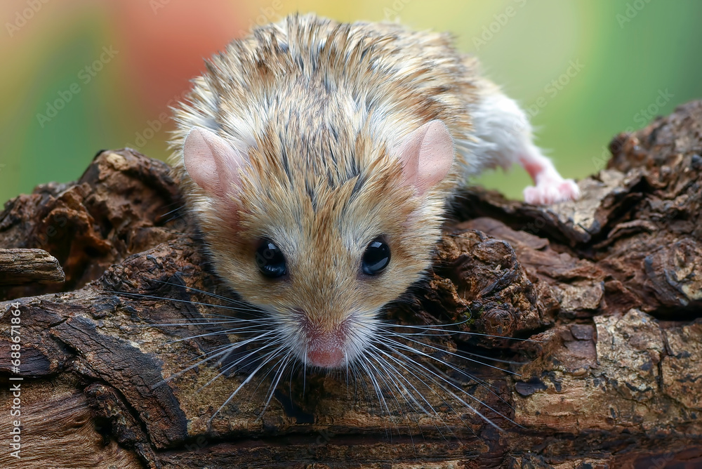 Fat-tailed gerbil on a tree log Stock Photo | Adobe Stock
