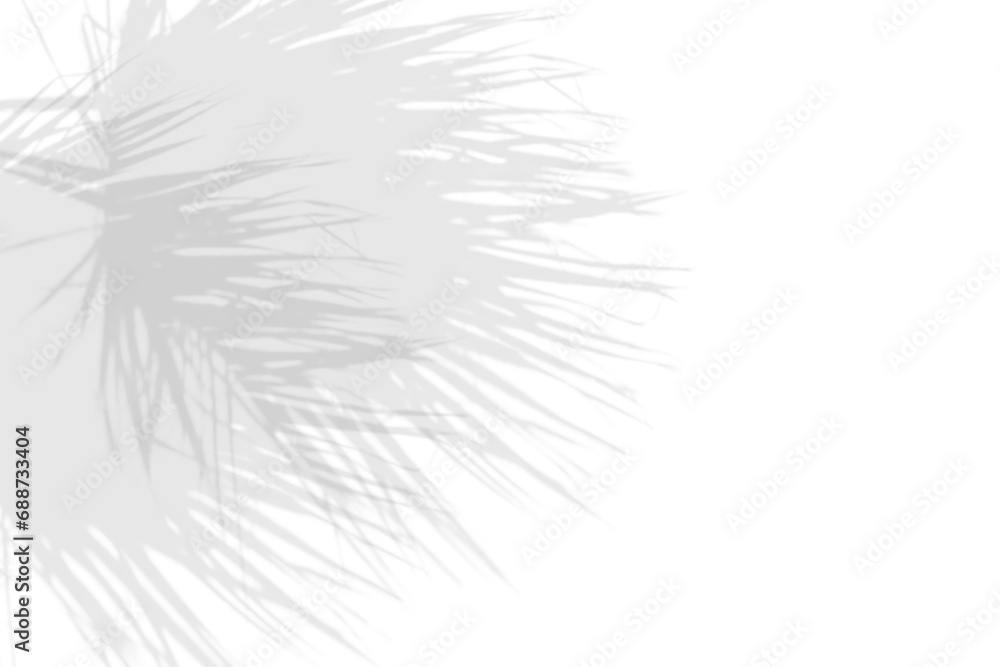 tropical Palm leaf shadow on transparent background. Shadow of palm ...