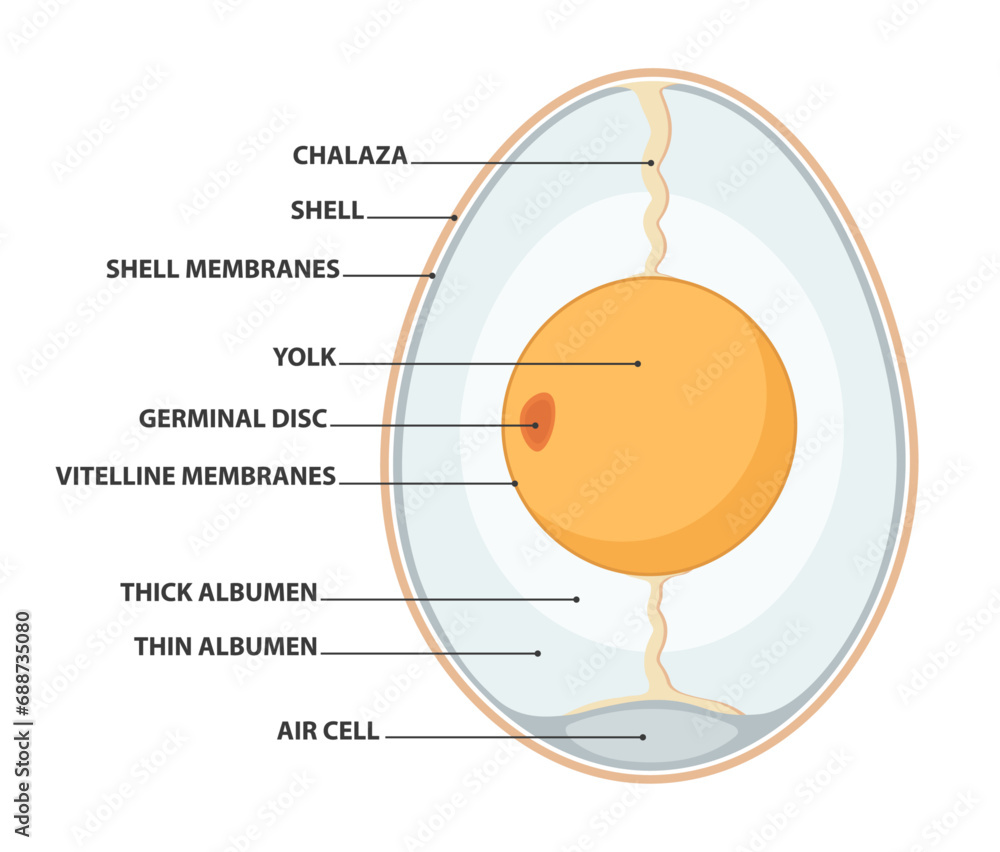 Vector illustration of egg anatomy. Schematic diagram. Transparent ...