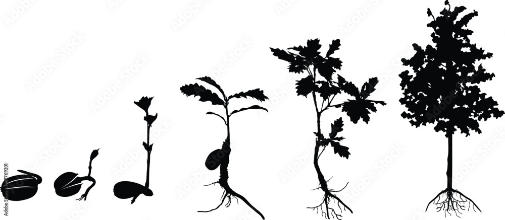 Life cycle of oak tree silhouette, Cycle of tree silhouette, Life cycle ...