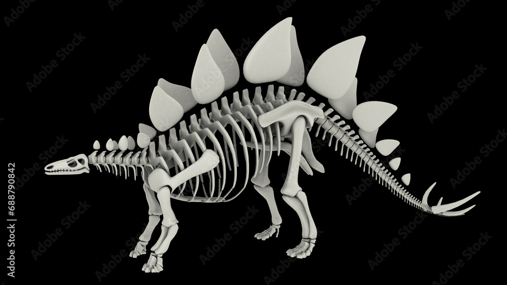 Skeletal system of Stegosaurus, side view. Stock Illustration | Adobe Stock